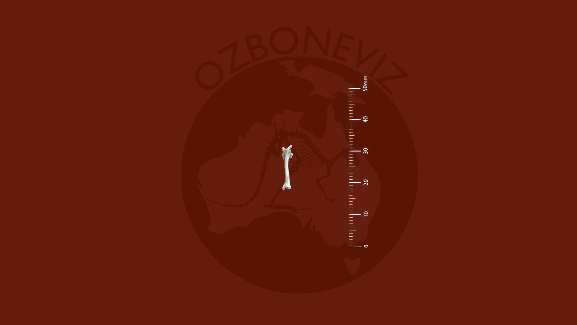 Itjaritjari (southern marsupial mole) tibia - 3D model by Ozboneviz ...