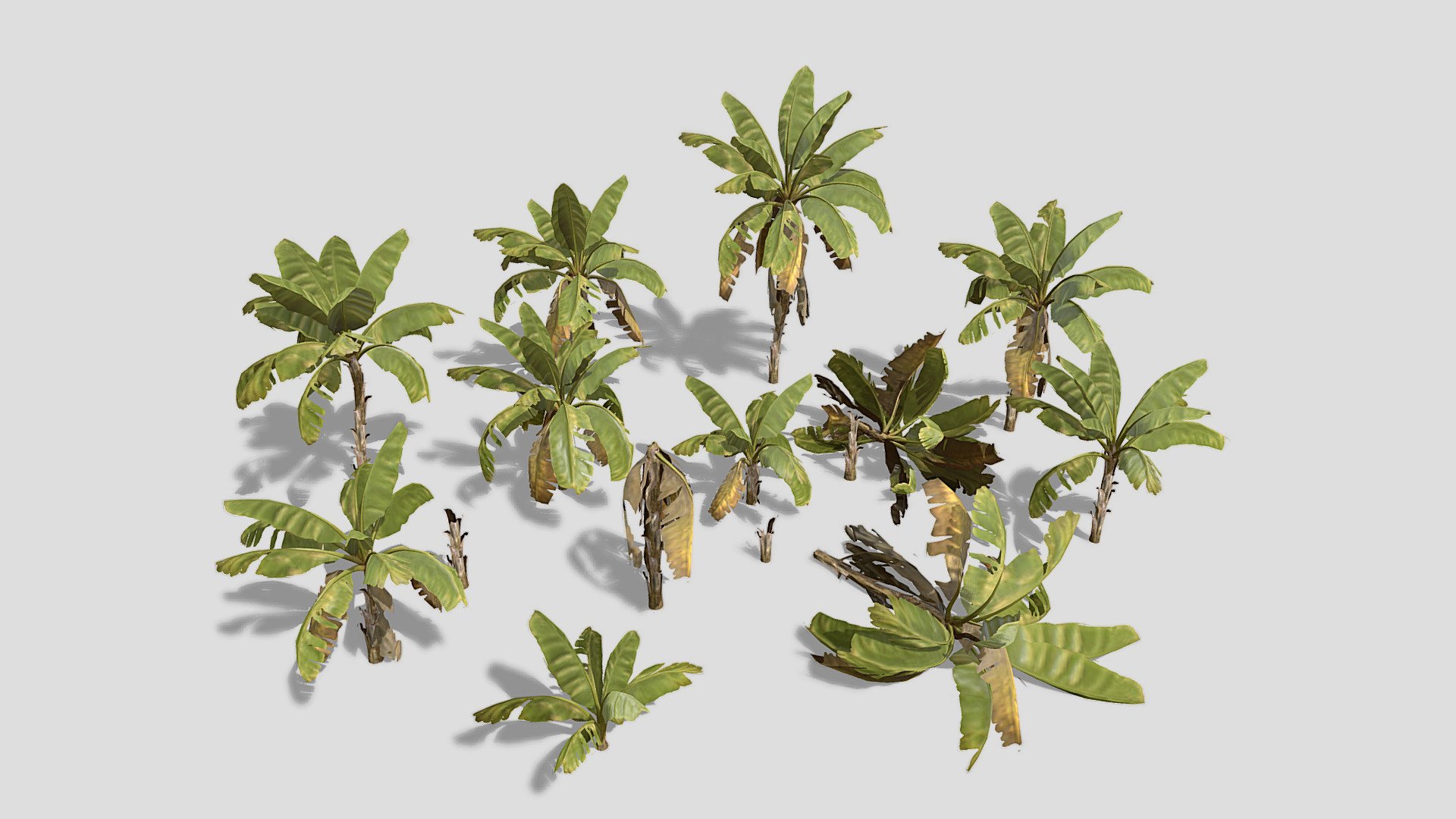 Banana Tree Pack - 3D model by evolveduk [20cff64] - Sketchfab