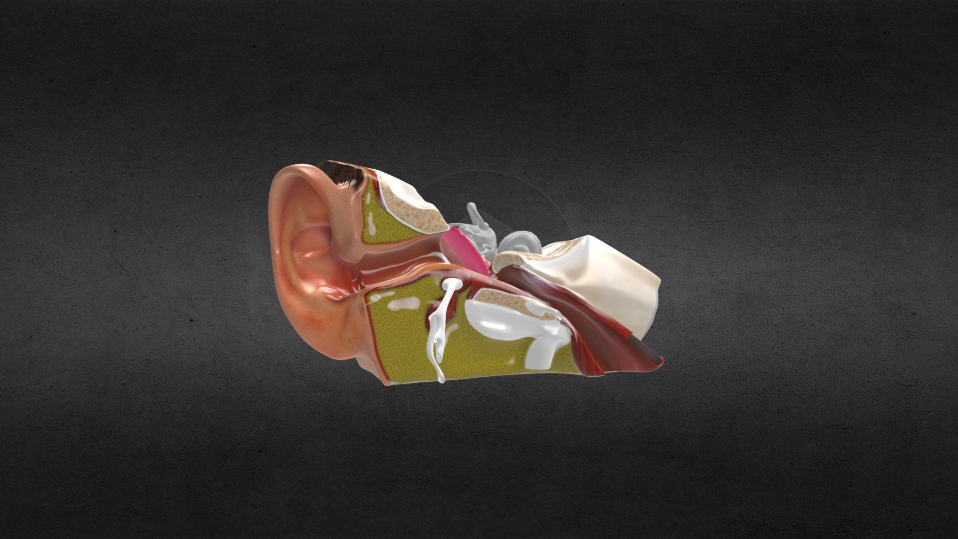 Human Ear Anatomy - Buy Royalty Free 3D model by Clacydarch [20d1308 ...