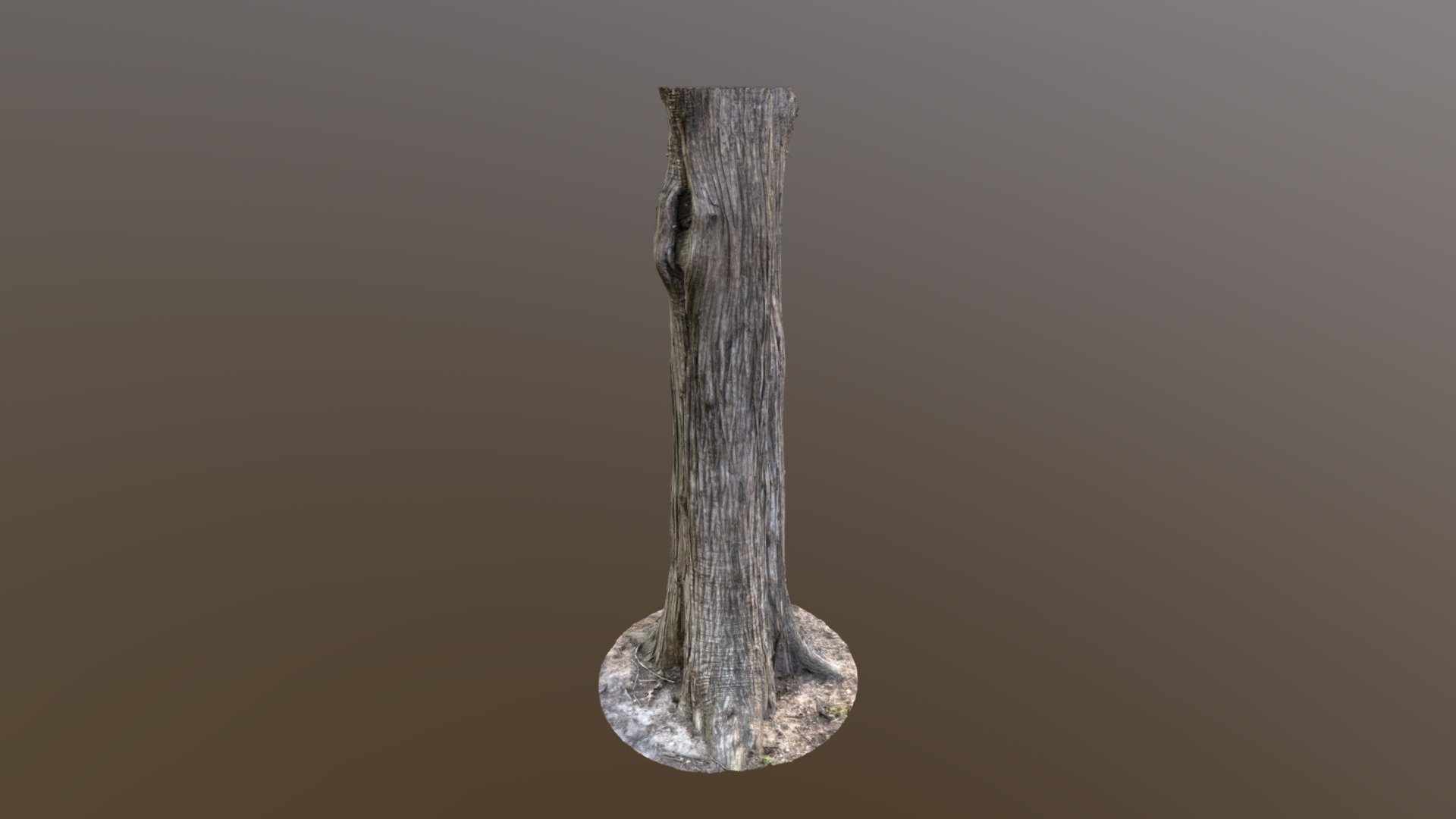 Juniper Trunk 2/7 - Download Free 3D model by AirSickLowLander [20d41cf] - Sketchfab