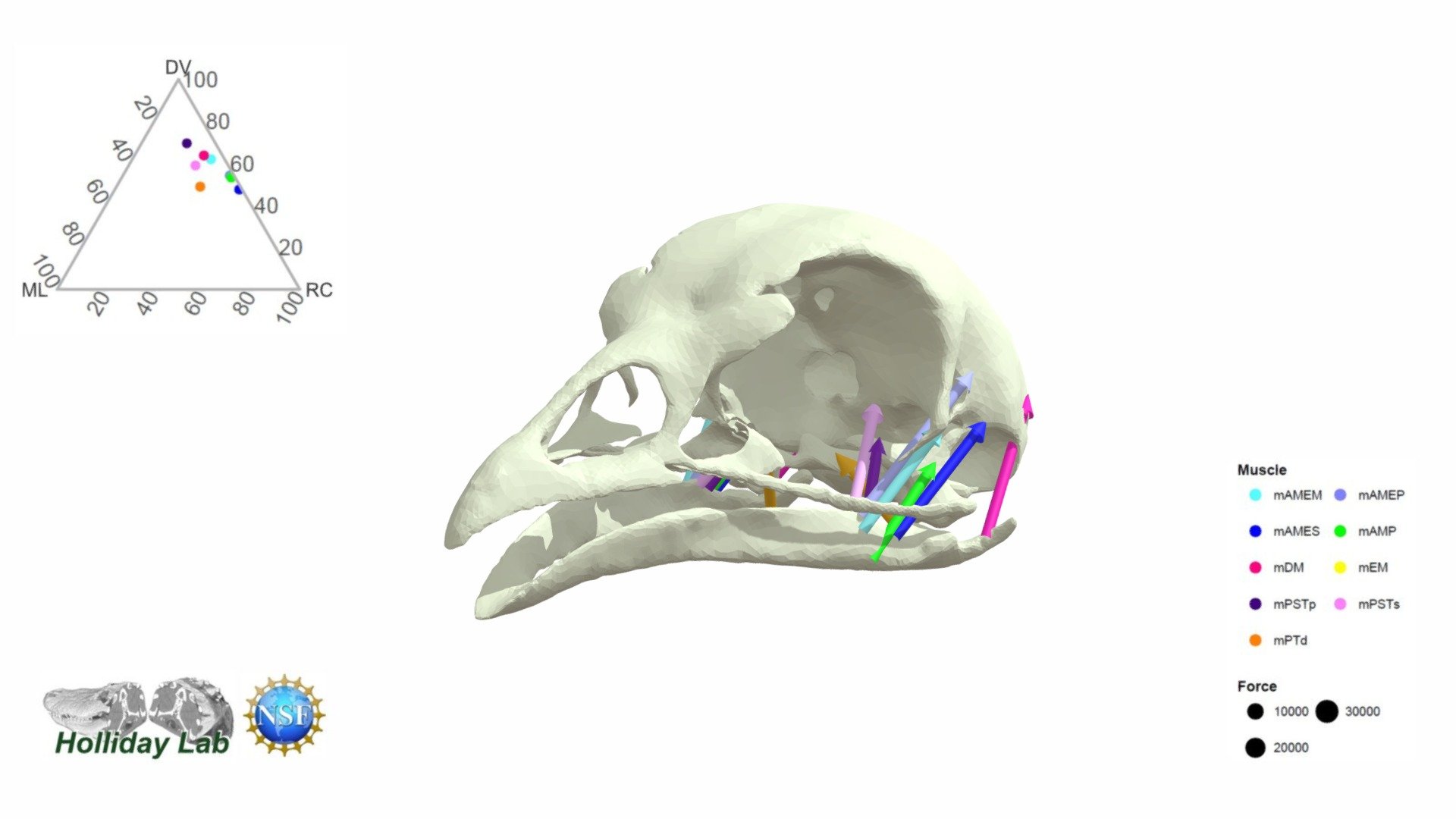 Chicken 3D Jaw Muscle Forces - Download Free 3D model by Holliday Lab ...