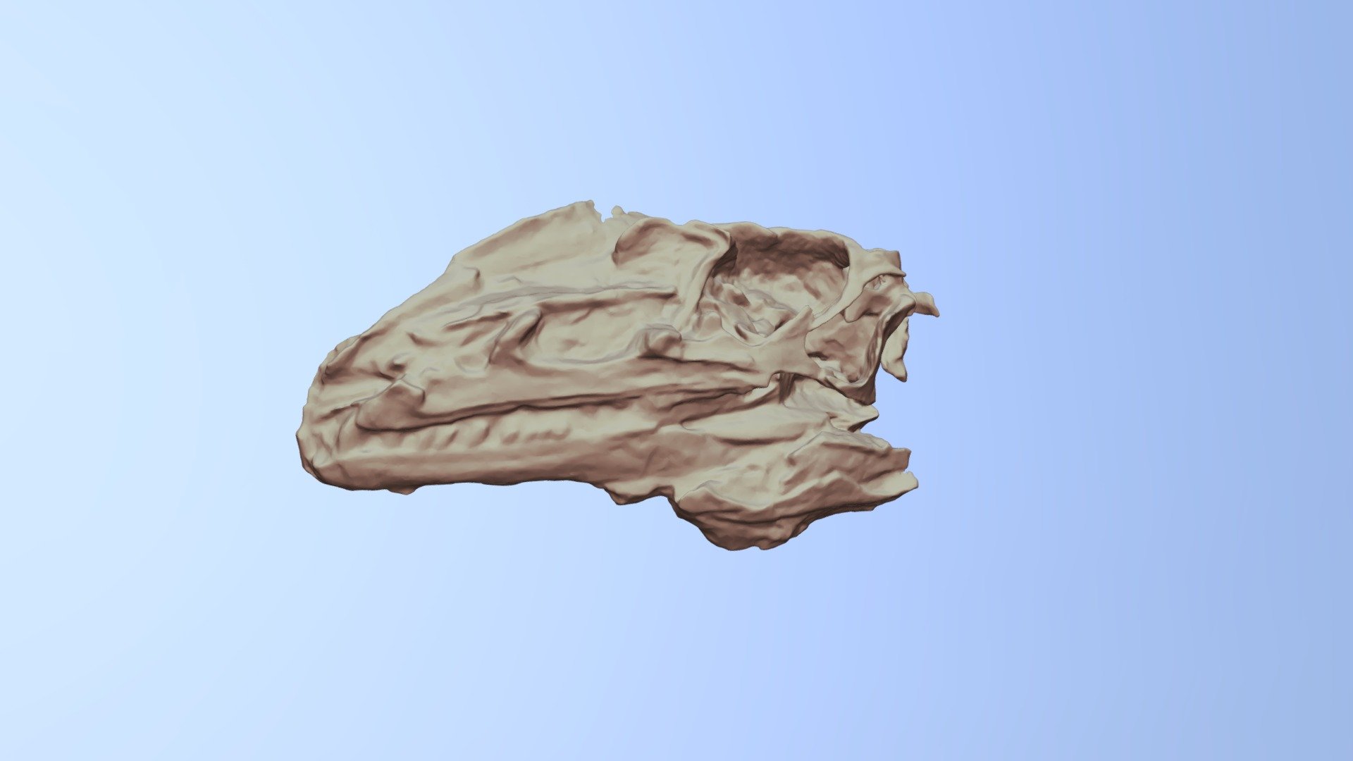 Zupaysaurus rougieri - 3D Model - 3D model by Taylor & Francis ...