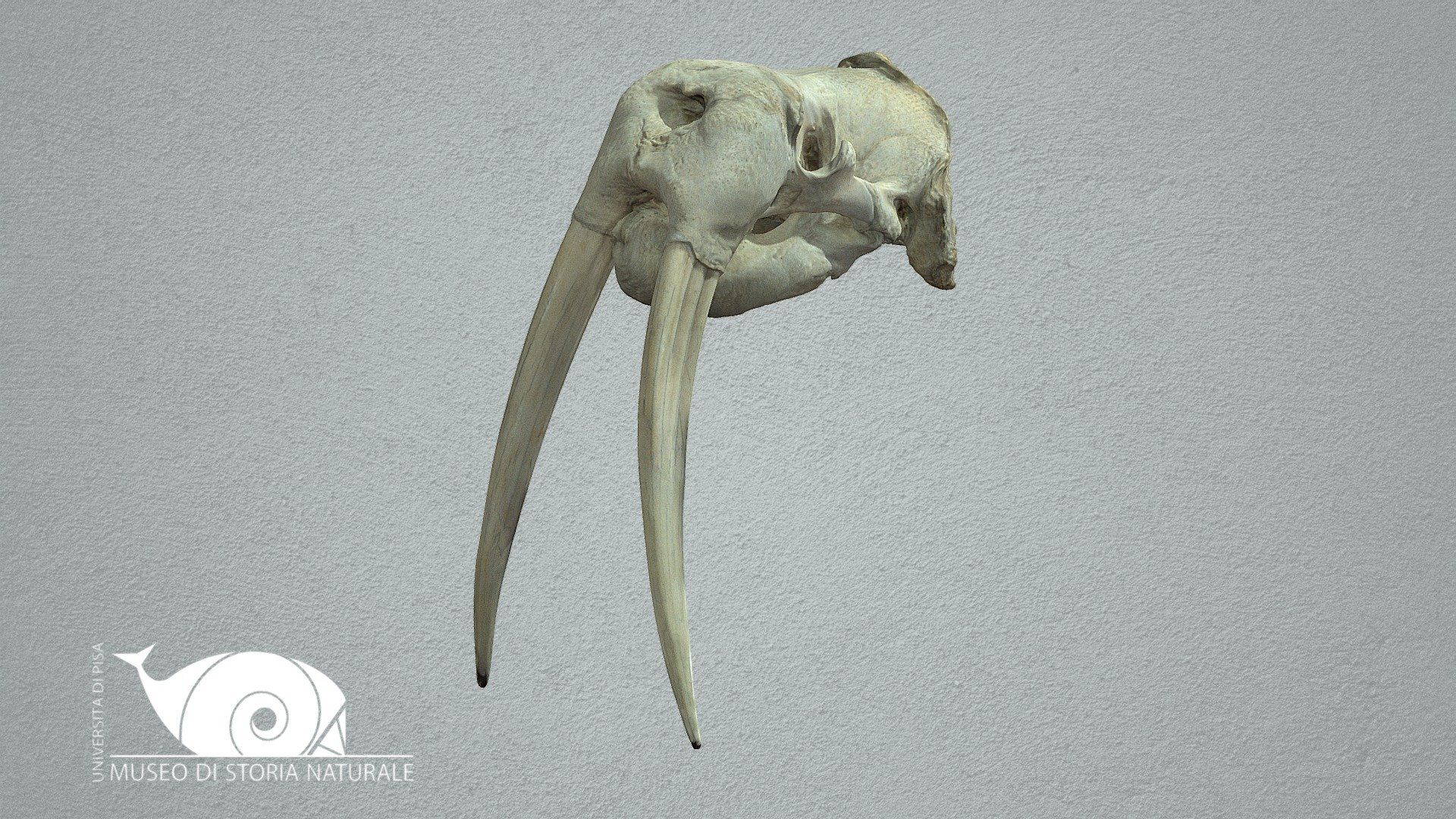 Walrus - 3D model by Natural History Museum, University of Pisa ...