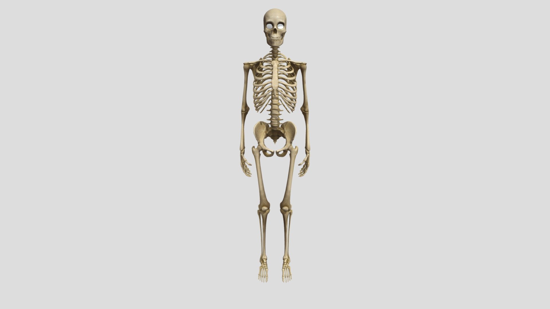 Skeleton - Download Free 3D model by nojobalboa [20d86e5] - Sketchfab