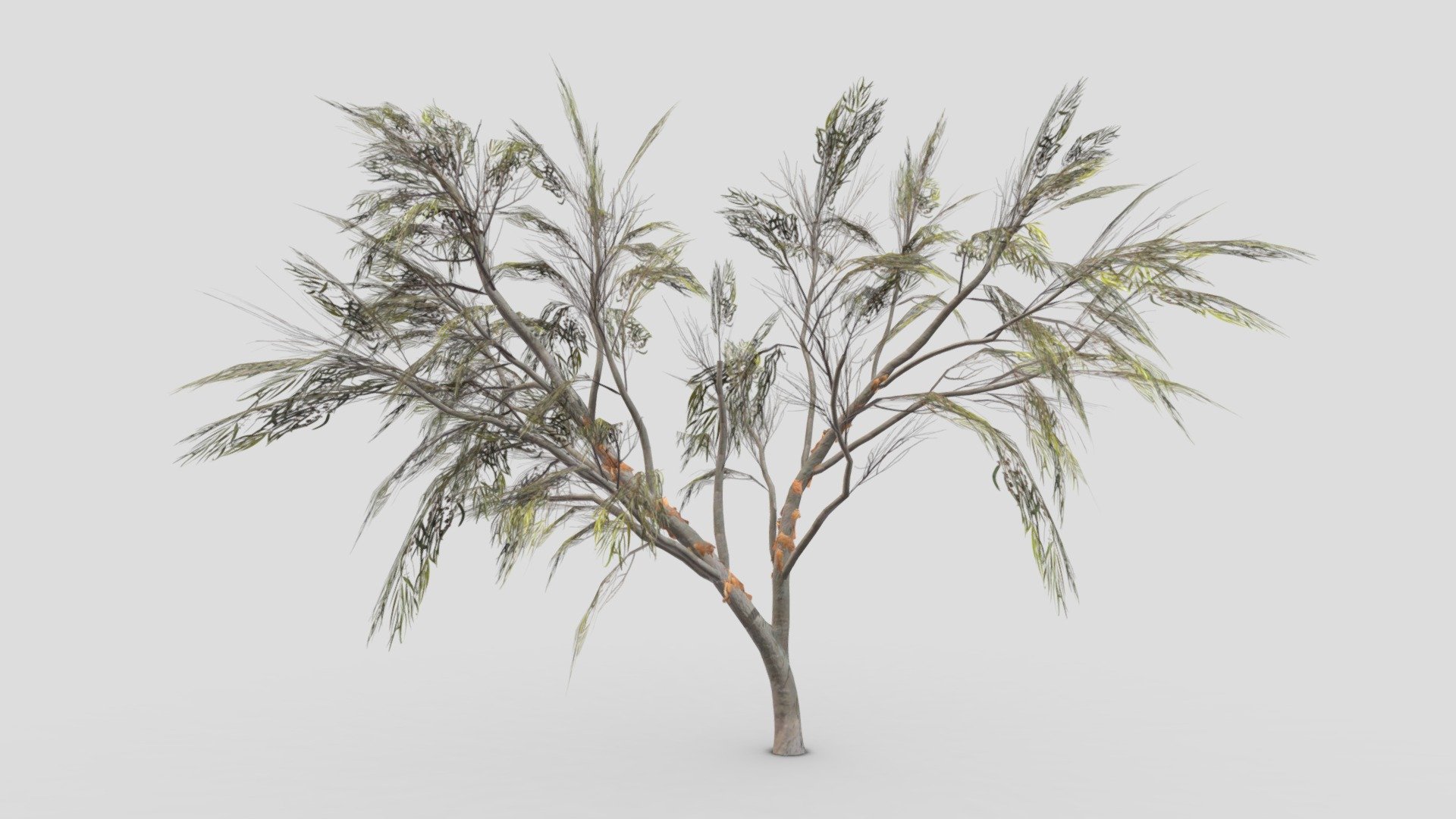 Eucalyptus Tree- 07 - Buy Royalty Free 3D model by ASMA3D [20d891d] - Sketchfab Store