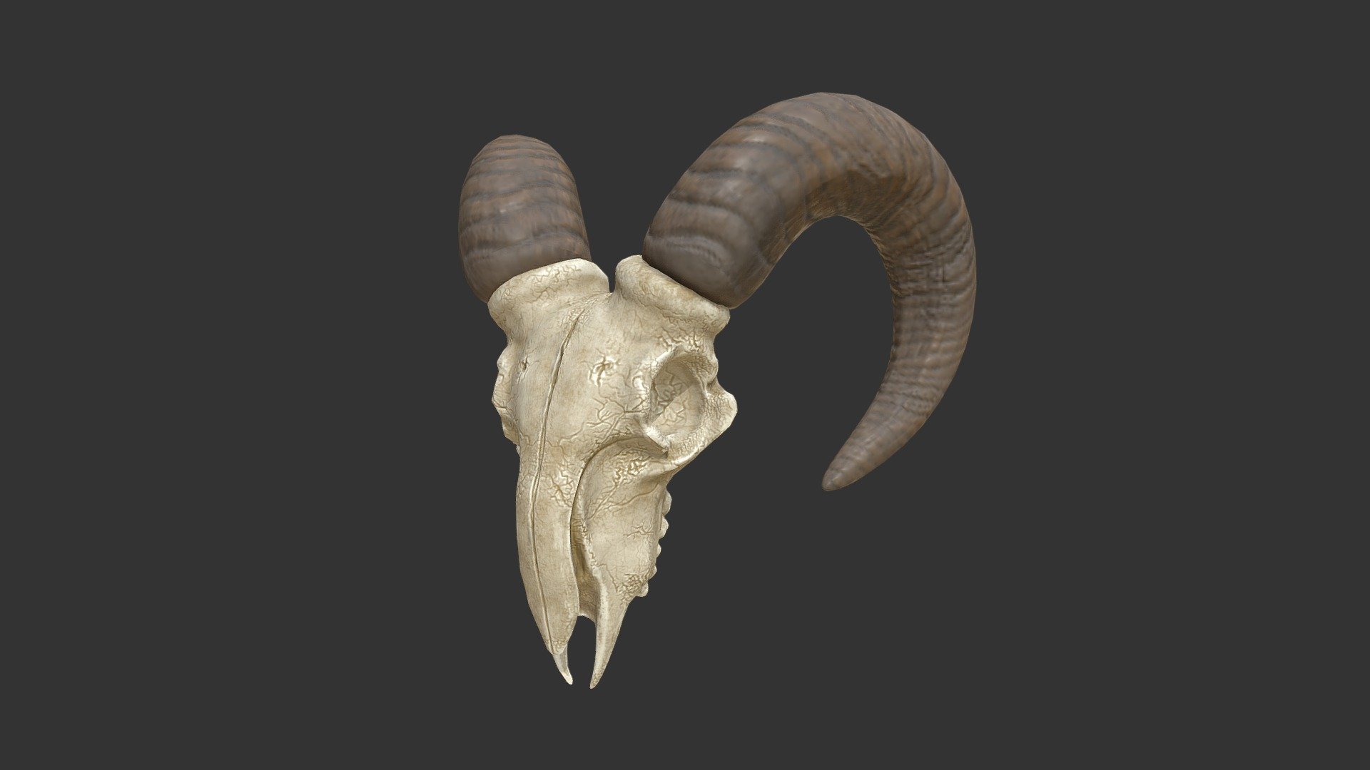 Goat Skull - 3D model by DEVDHAR PRADHAN (@pradhandevd19) [20ea0f0 ...