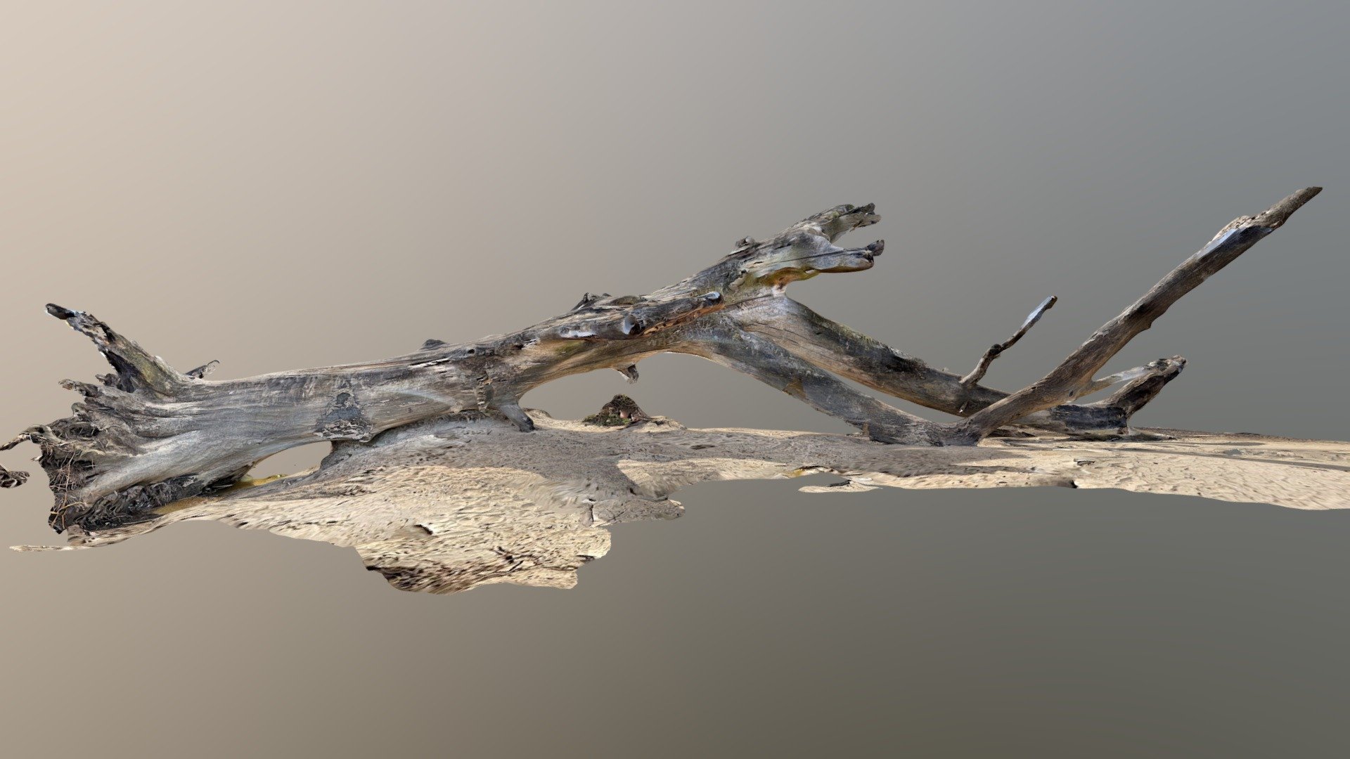 Fallen tree - iPhone 3d scan - 3D model by Jacek Jaskólski ...