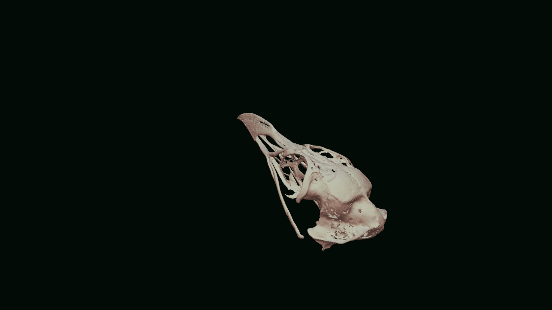 Reuzenalk - 3D model by amie-erasmusmc [20f5255] - Sketchfab