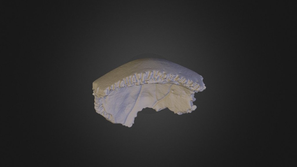 Parietal HD - 3D model by Juan Schilling (@jschilling) [20fd1b2 ...