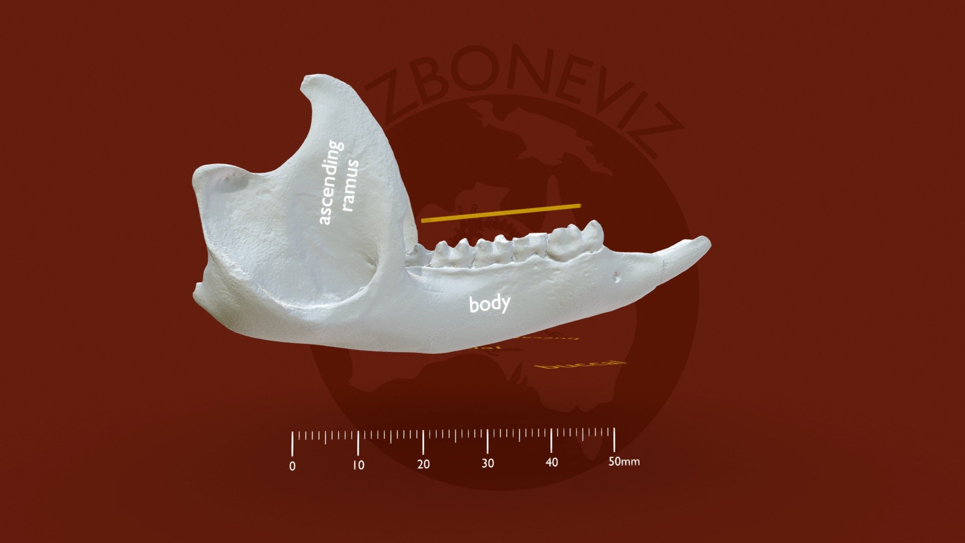 Bennett's tree kangaroo mandible - 3D model by Ozboneviz [2103327] - Sketchfab