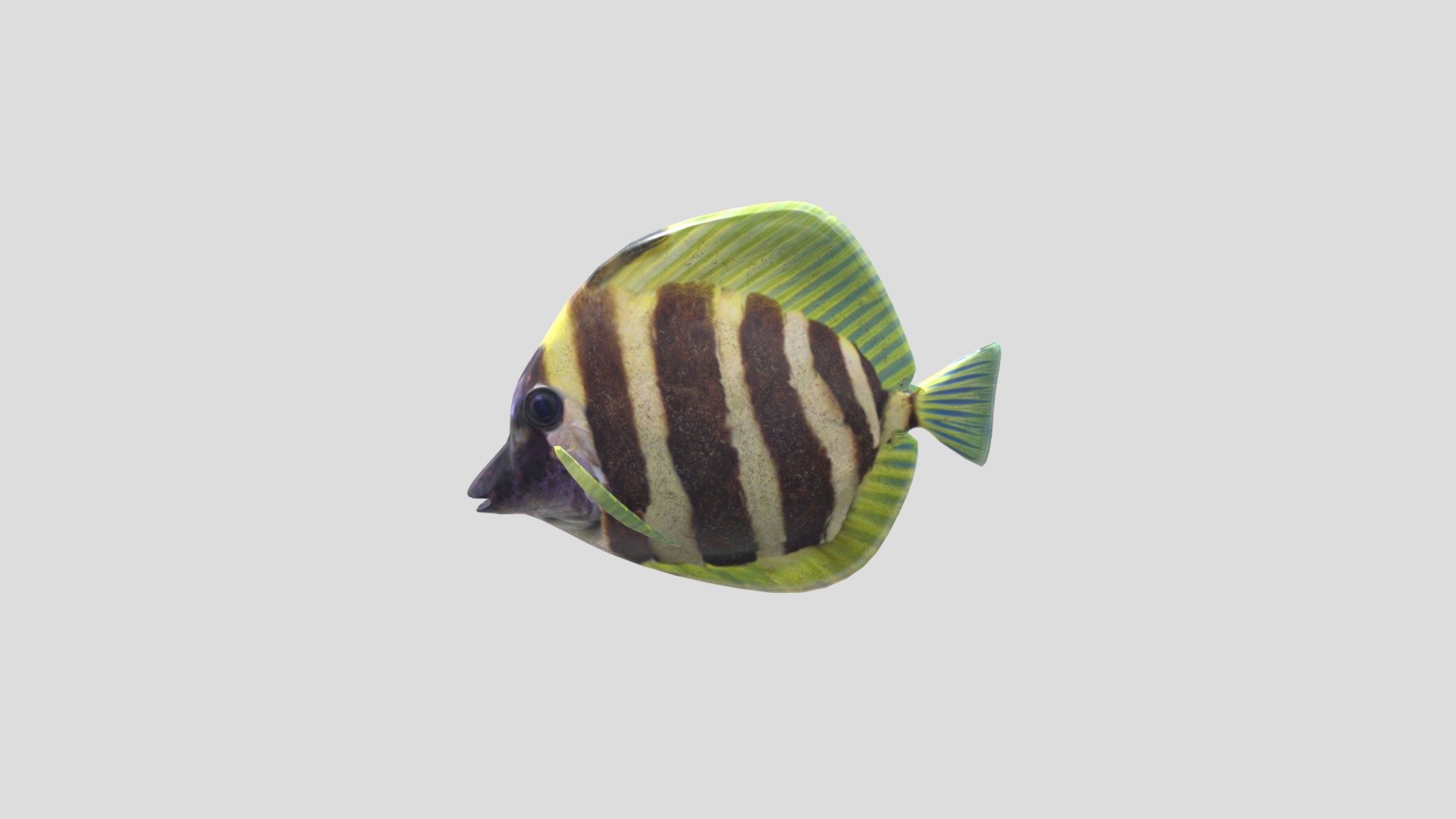 Mouzon Fish - 3D model by Alex Mouzon (@alexmouzon) [210ac96] - Sketchfab