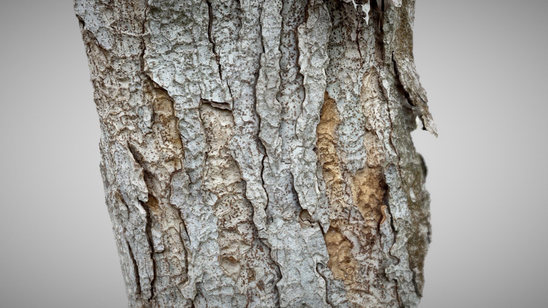 Bark 3d scan - 3D model by rewachholz [2111ed0] - Sketchfab