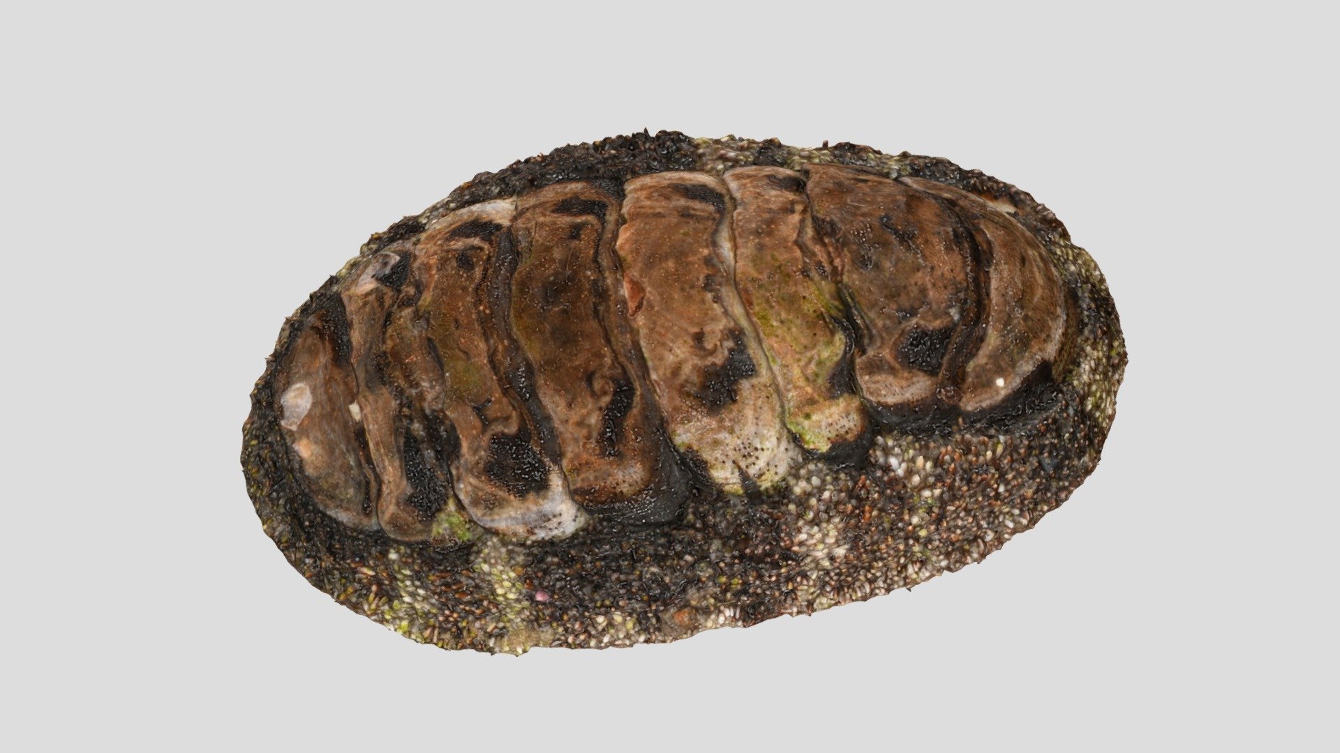 ヒザラガイ Japanese Chiton, Acanthopleura japonica - Download Free 3D model ...