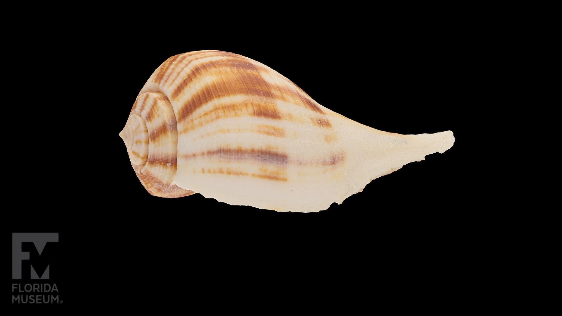 Busycon whelk - 3D model by FloridaMuseum [2114d7a] - Sketchfab