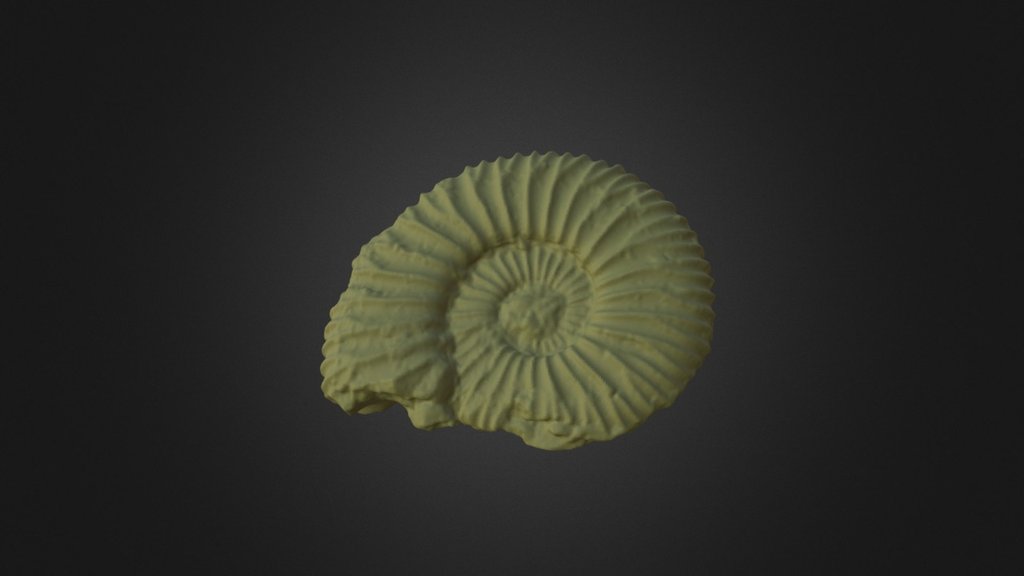 Fossile - 3D model by musehome [2116a15] - Sketchfab