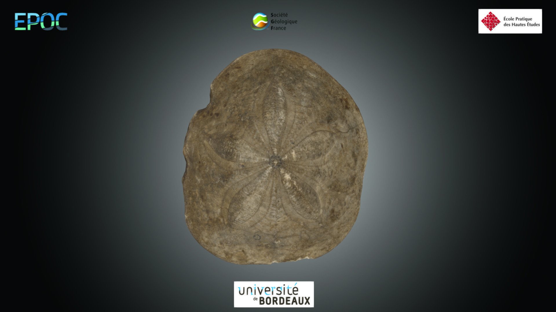 Echinoïde - Clypeaster sp. - Download Free 3D model by Société ...
