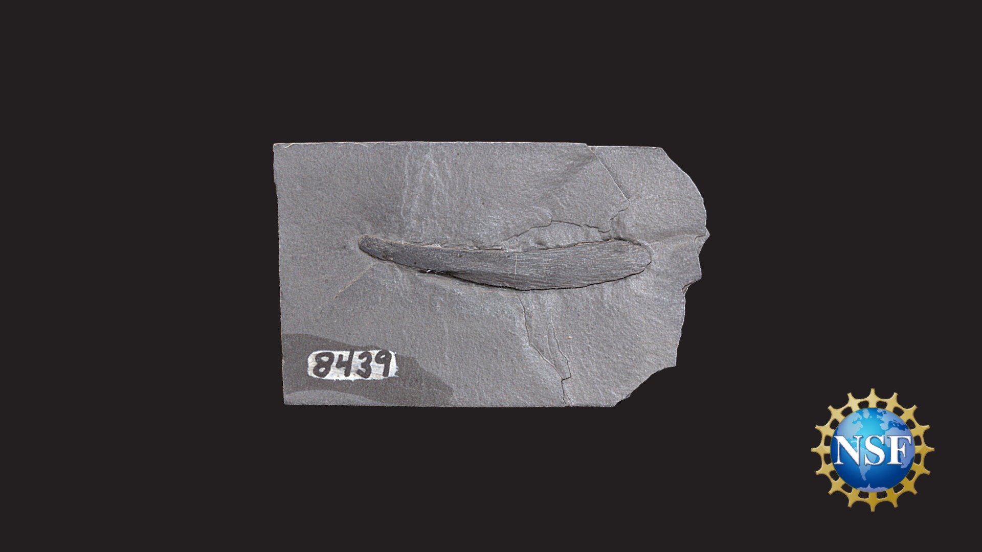 CMNH 8439 Micro Arthrodire Infragnathal - 3D model by Cleveland Museum ...