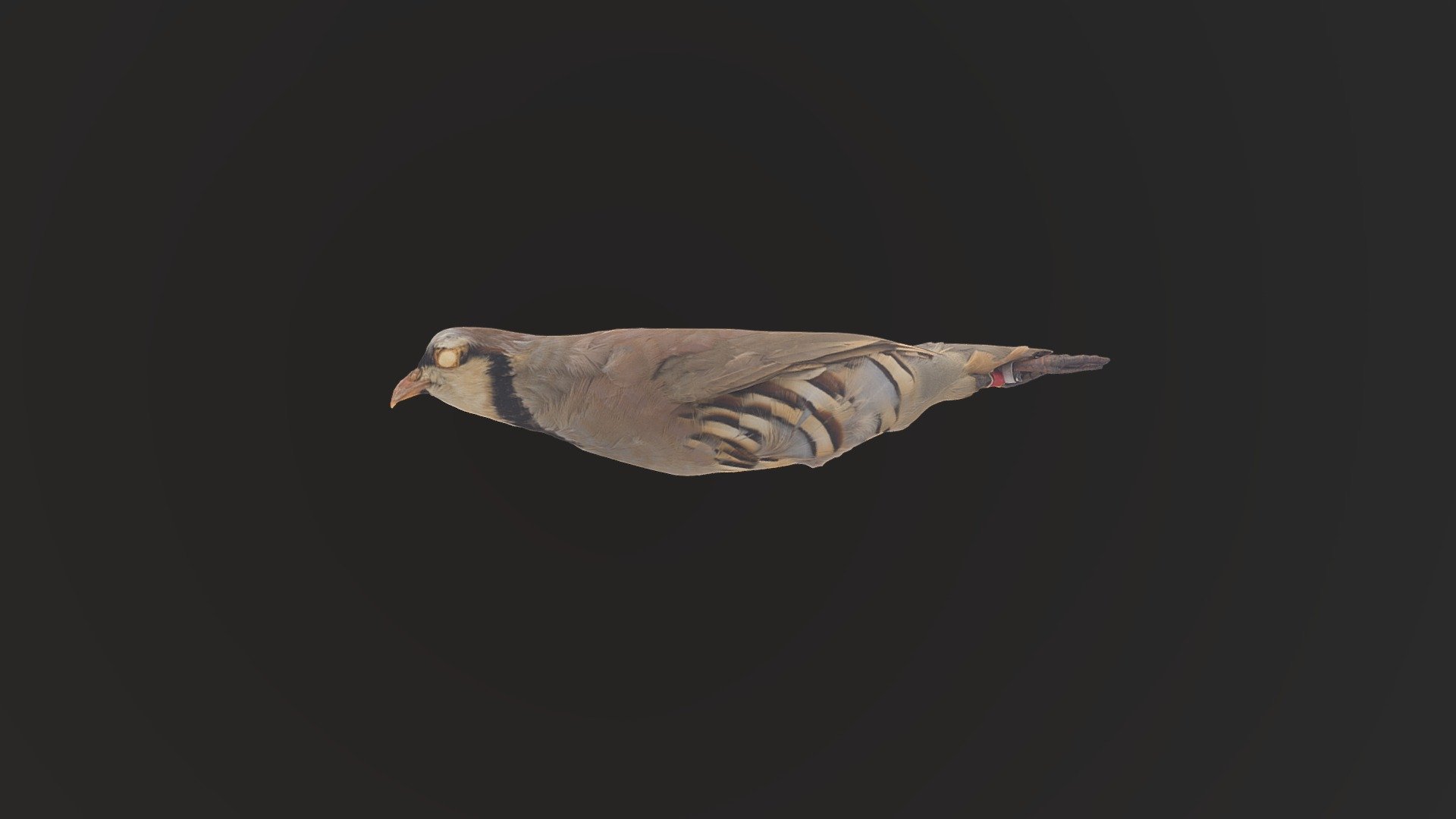 Chukar partridge - Alectoris chukar - Download Free 3D model by ...