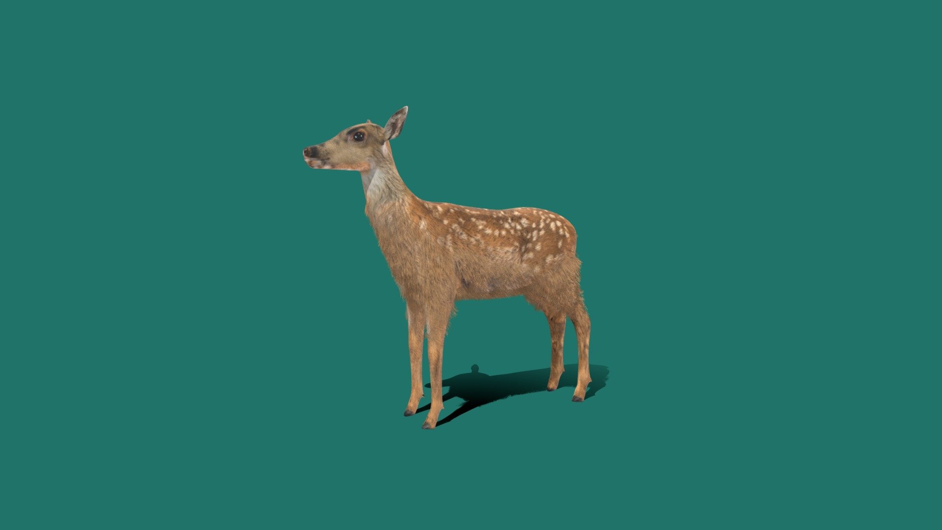 Deer (Non-Commercial) - Download Free 3D model by Nyilonelycompany ...