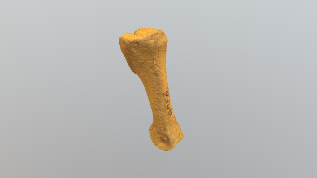 Falange primera de Guanaco de las Salinas - Download Free 3D model by ...