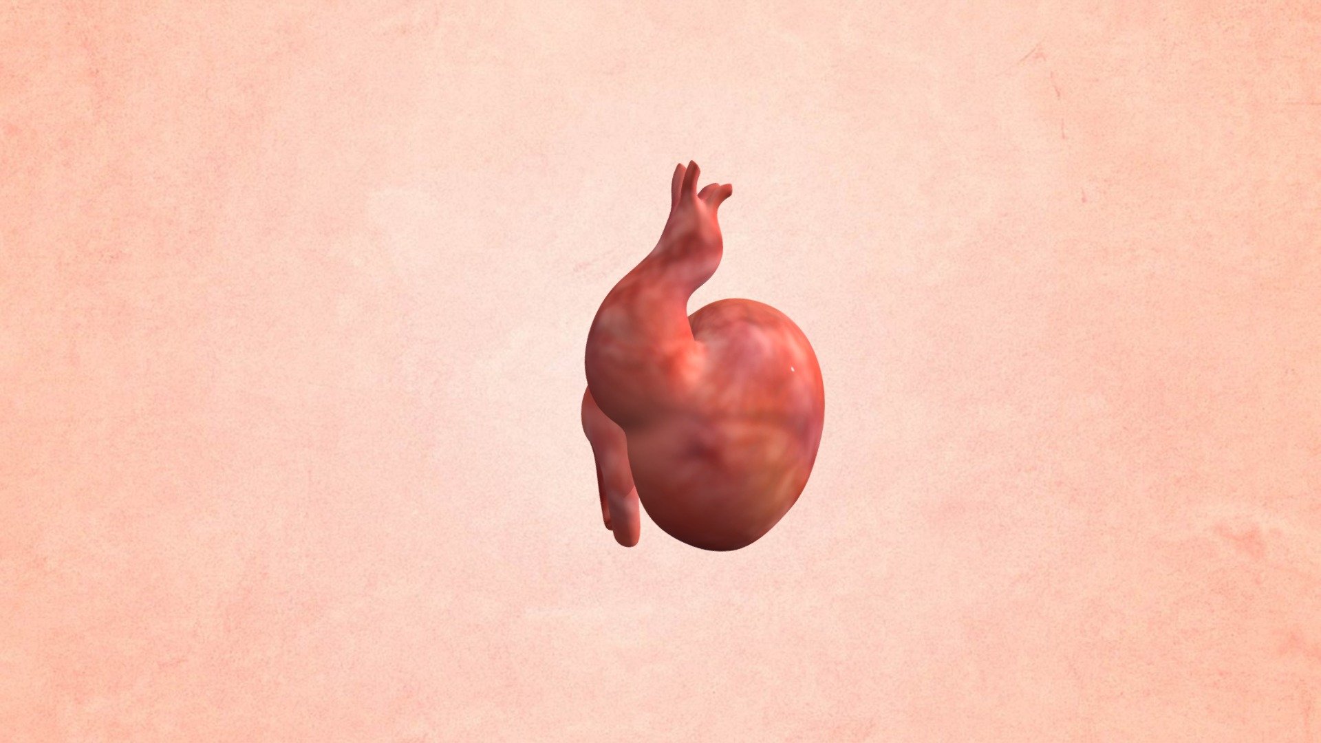 Cardiac looping - The Developing Foetal Heart - 3D model by University ...