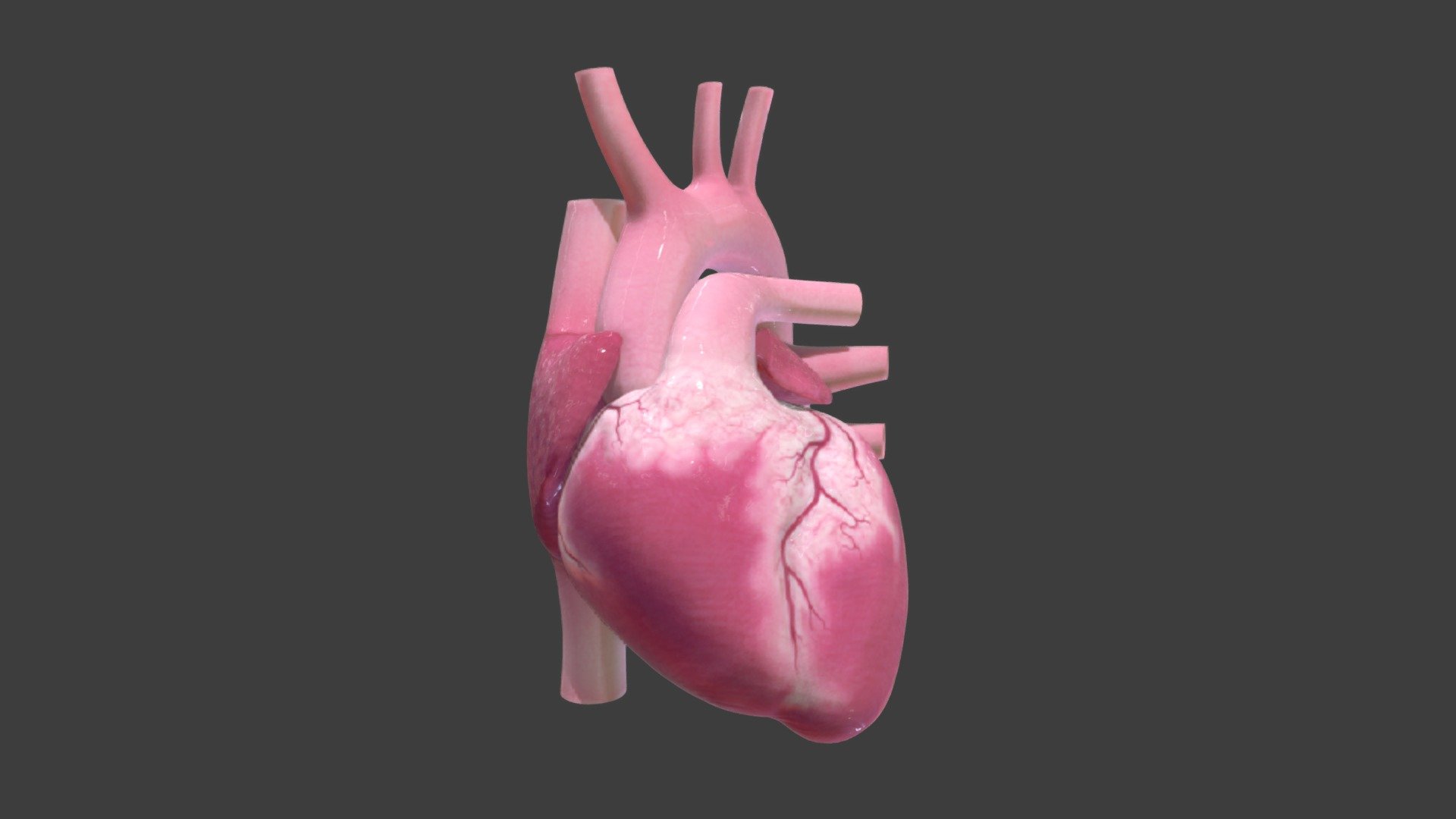 Heart - 3D model by Jack (@jn9171) [2122dc0] - Sketchfab