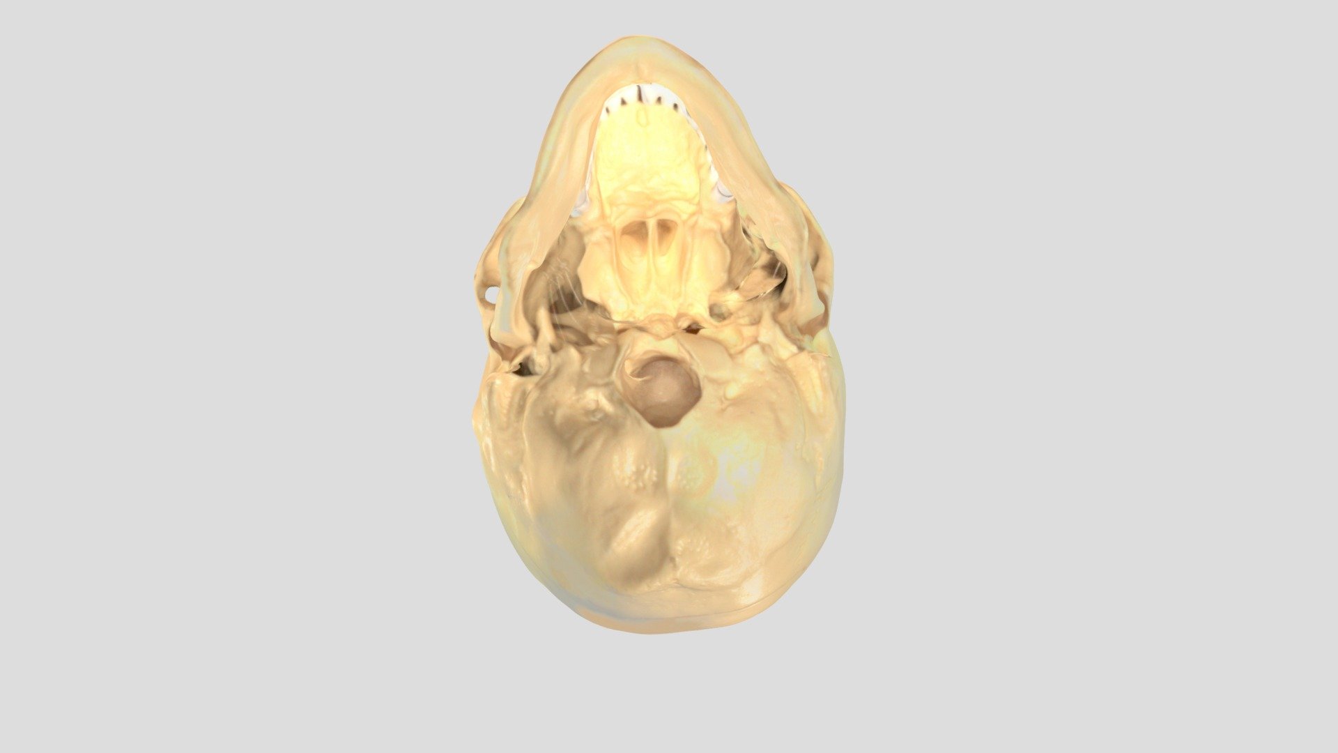 skullmodel4 - 3D model by tracytcb [212a2f7] - Sketchfab