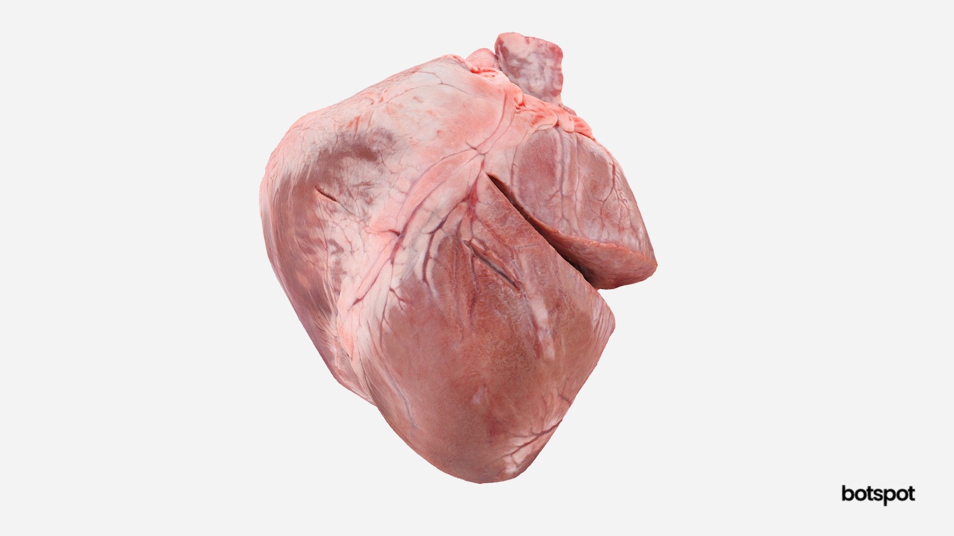 Organ scan // Pig heart - 3D model by botspot (@botspot3d) [212caea ...