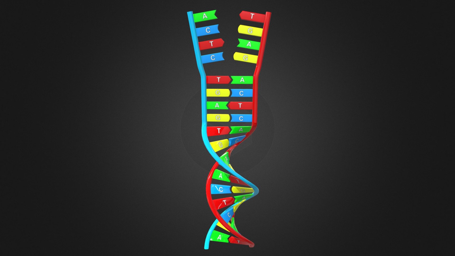 DNA Helix with Base Pairing (3D) - Download Free 3D model by NaraXR ...