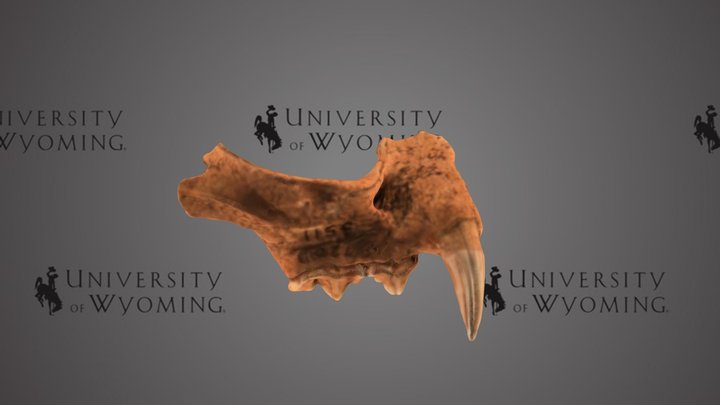 Maxilla 3D models - Sketchfab
