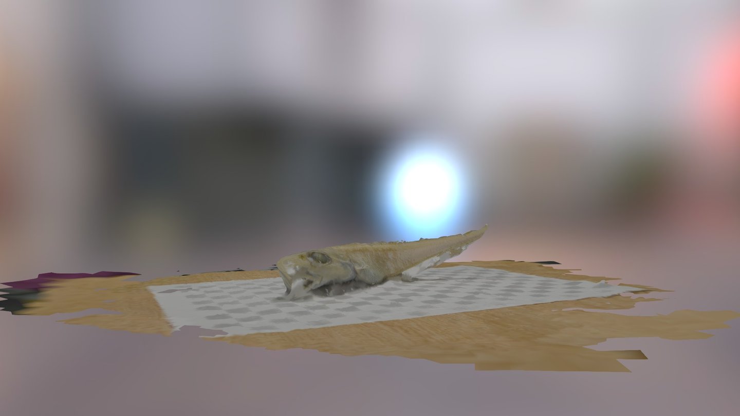 Rat tail 1 RM - 3D model by aberdeenmarinestudents [21356c7] - Sketchfab