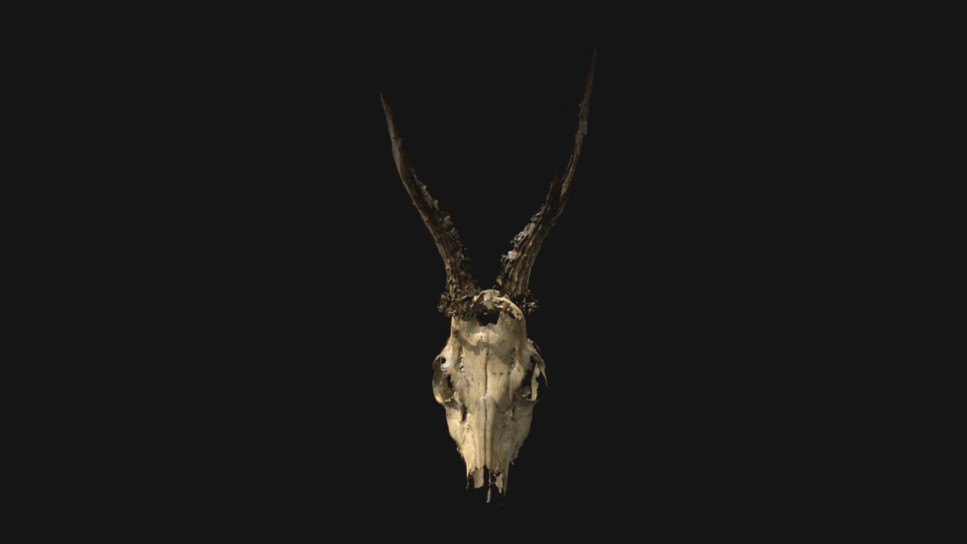 Deer skull - 3D model by WaypointAerial [21395c9] - Sketchfab
