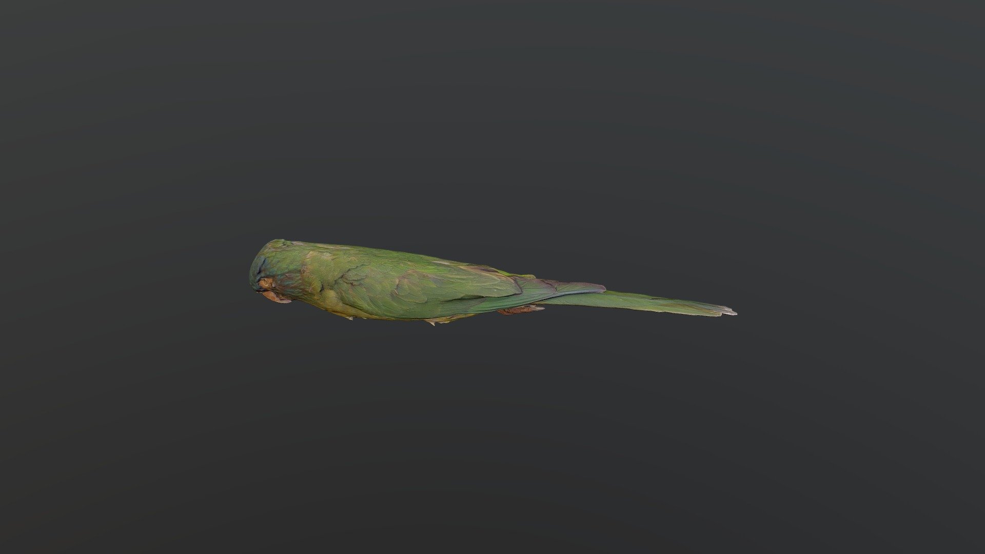 Blue-crowned Parakeet - T. acuticaudatus - Download Free 3D model by ...