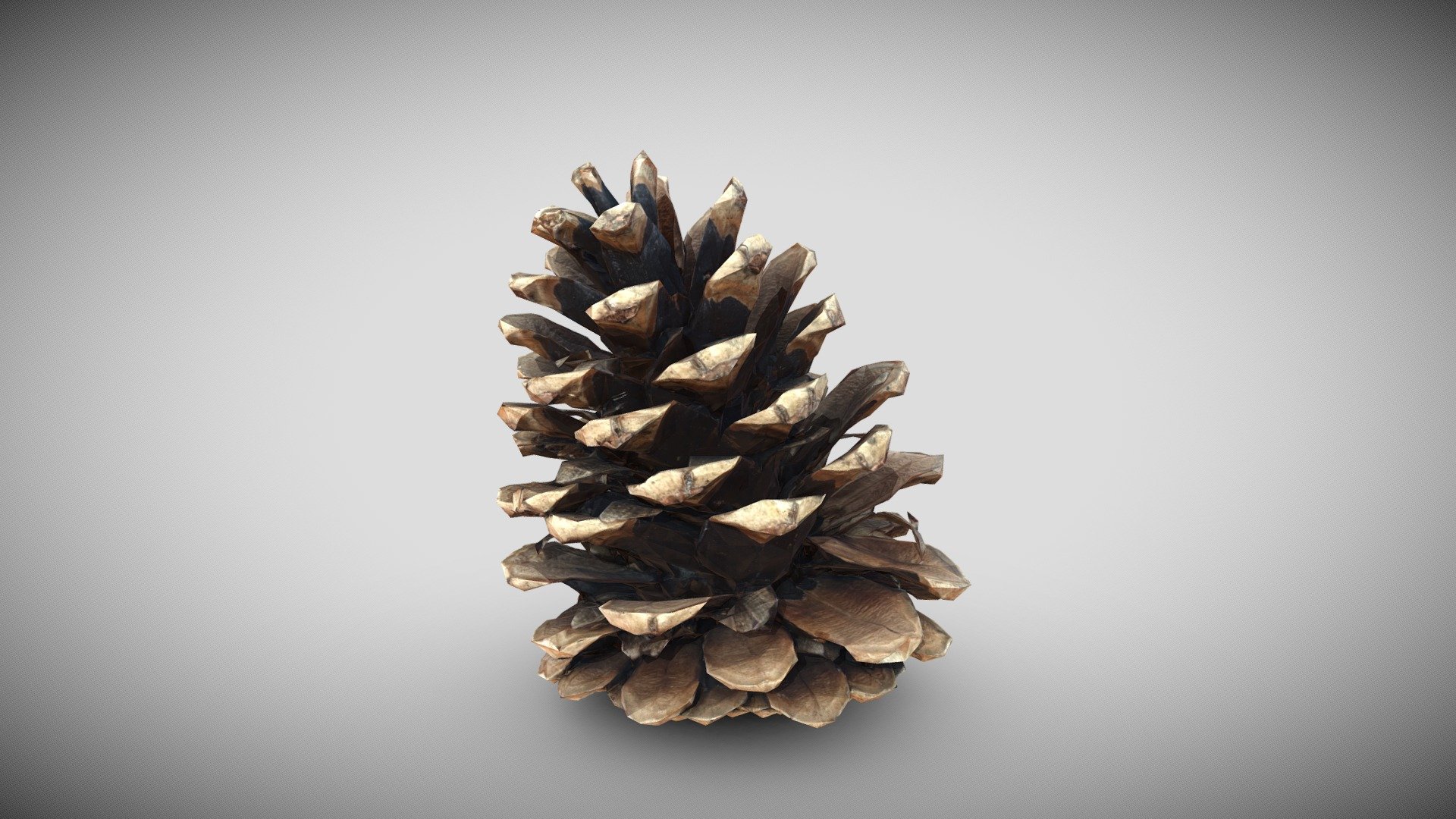Pinecone (Photogrammetry) - 3D model by Meshfinder [2141011] - Sketchfab