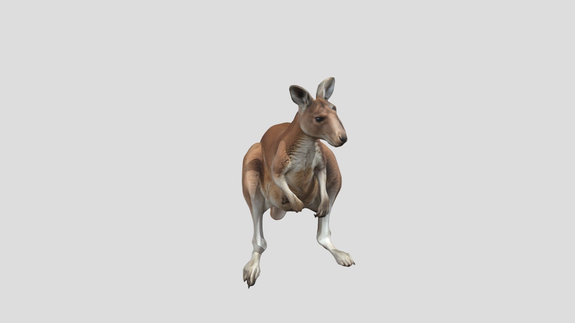 Kangaroo - Download Free 3D model by Chenzoss [2141a7e] - Sketchfab