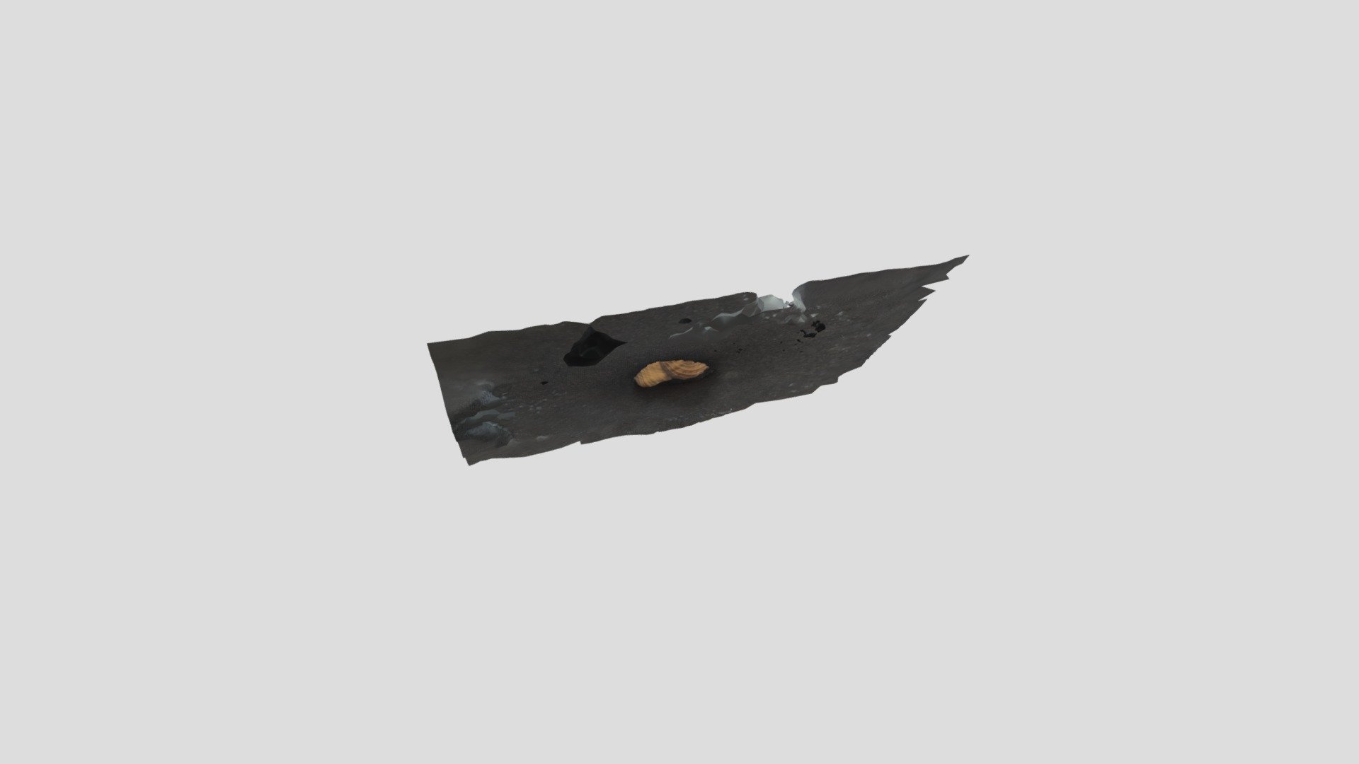 Shell - 3D model by RobertDawson [214705a] - Sketchfab