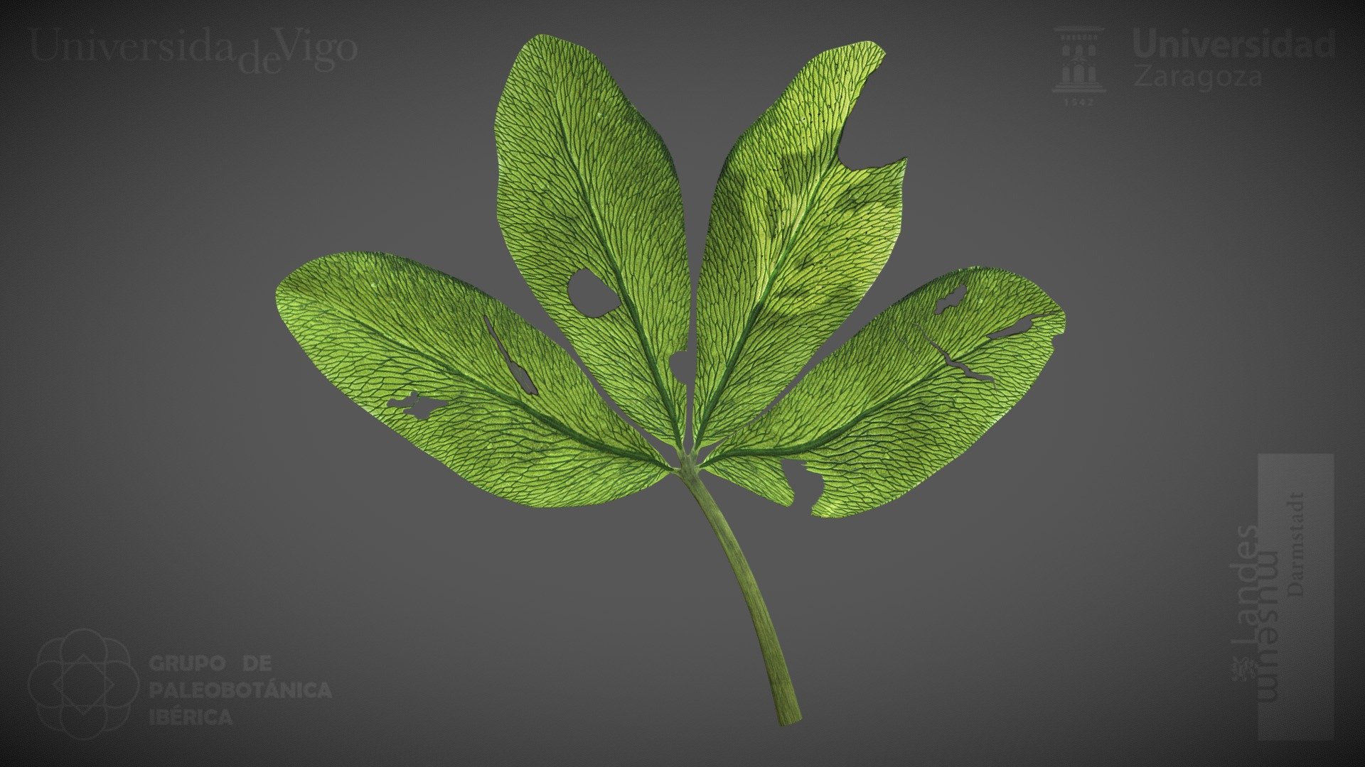 Sagenopteris elliptica - Anotaciones - 3D model by Museo Virtual. Grupo ...