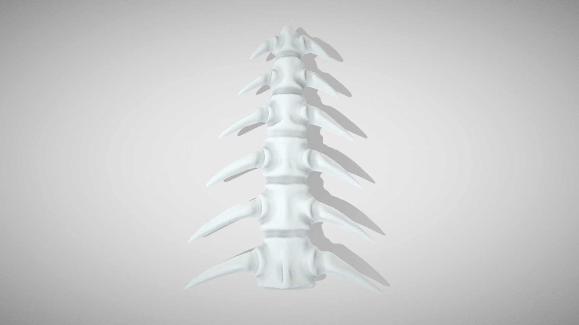 Vertebrae - 3D model by Ekaterina (@kattynote) [214f37c] - Sketchfab