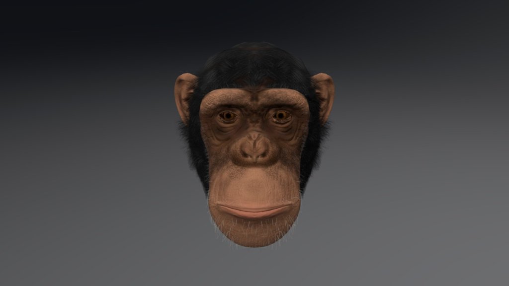Chimpanzee head - 3D model by Pierre Guilpain (@pierreguilpain ...