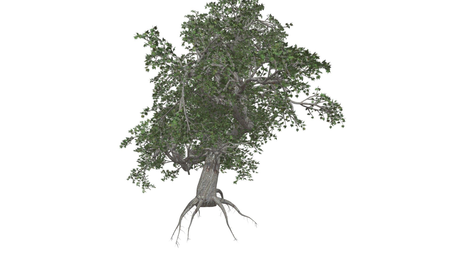 Japanese Maple Tree #02 - Buy Royalty Free 3D model by meshshape ...