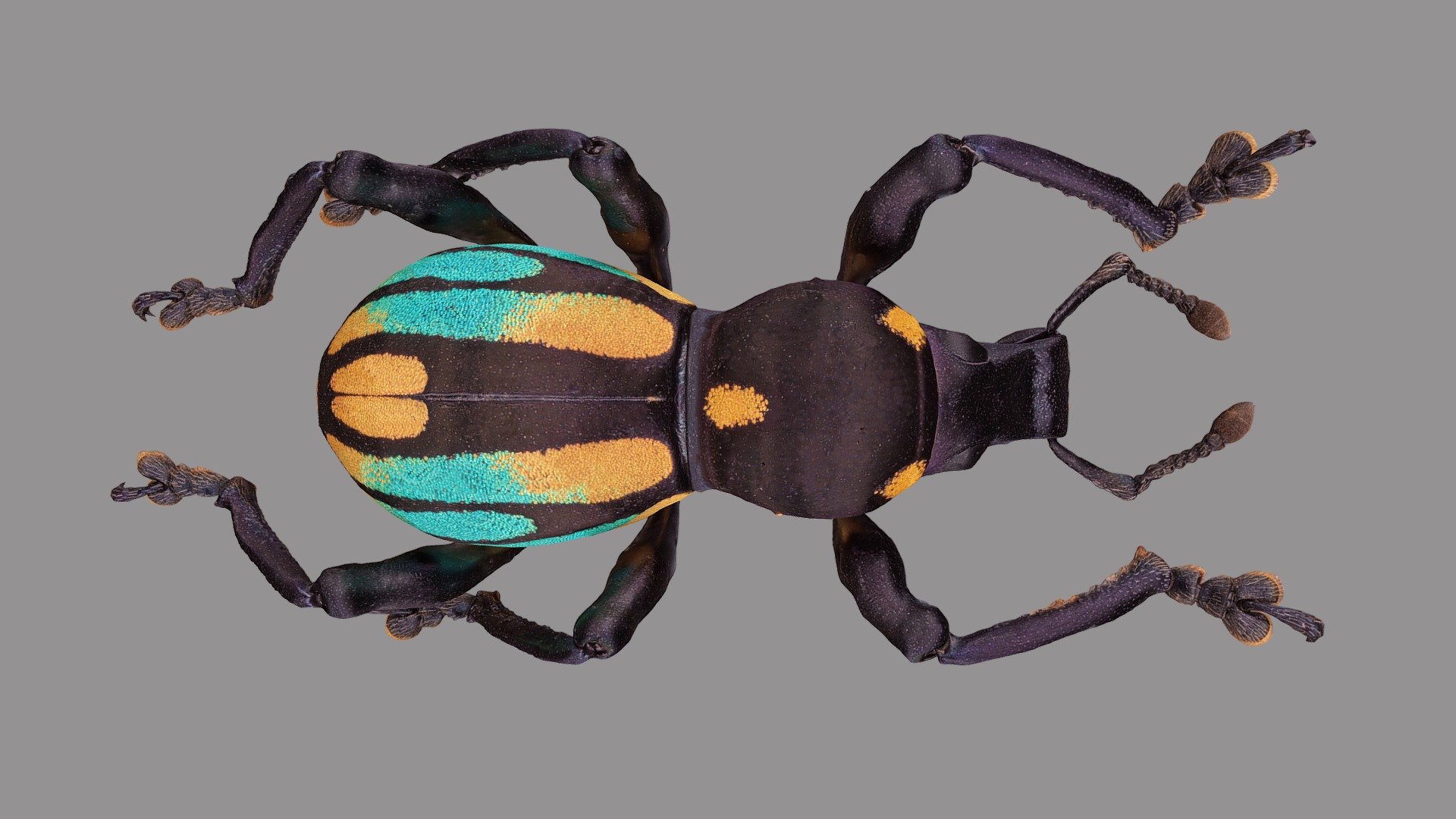 Pachyrrhynchus dohrni - 3D model by VirNat [215d623] - Sketchfab