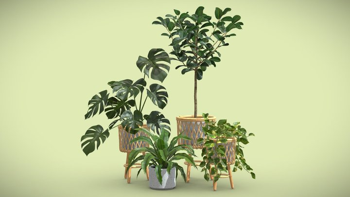 Pothos 3D models - Sketchfab
