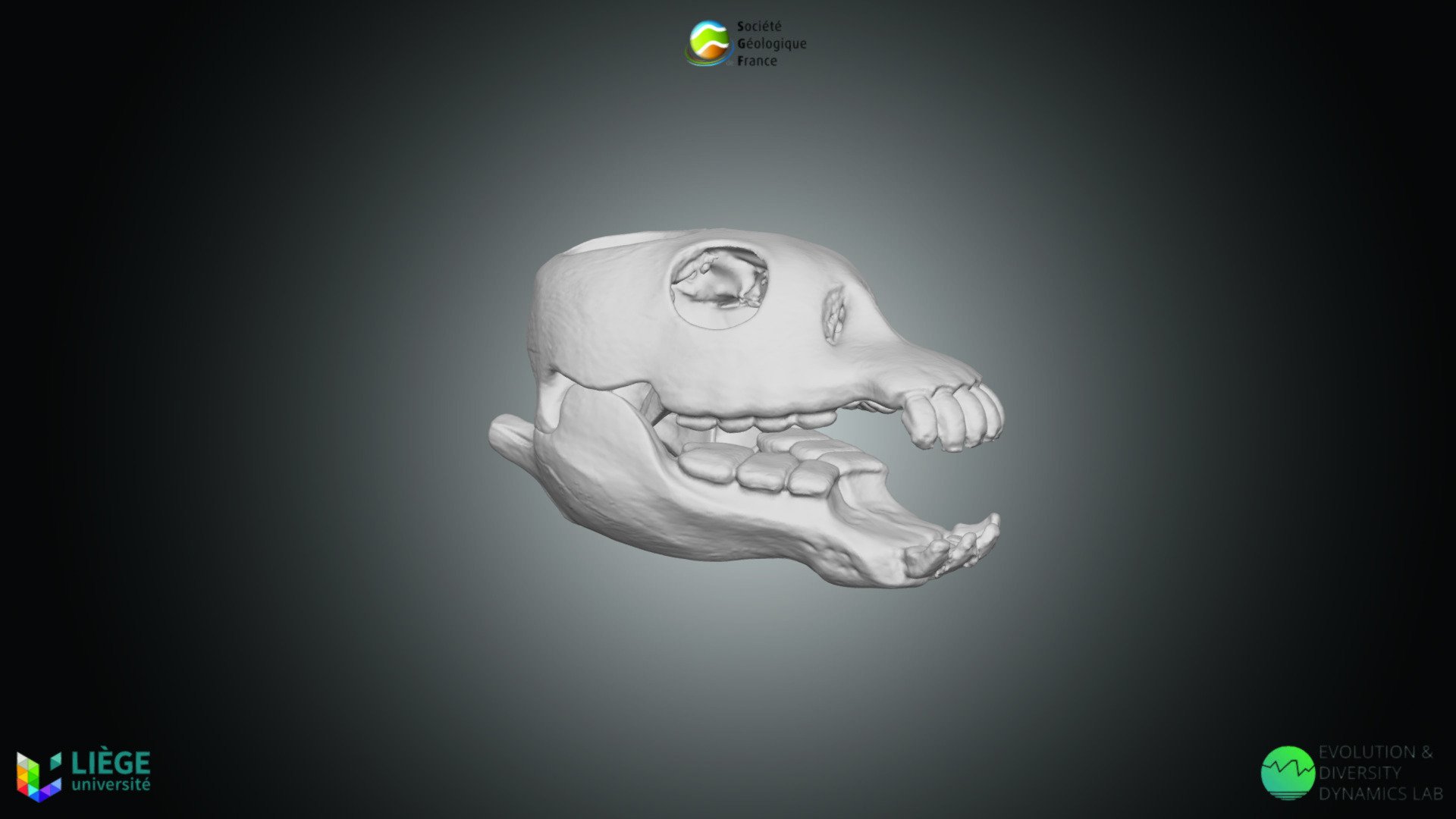 Reptile – Placodus gigas - Download Free 3D model by Société Géologique ...