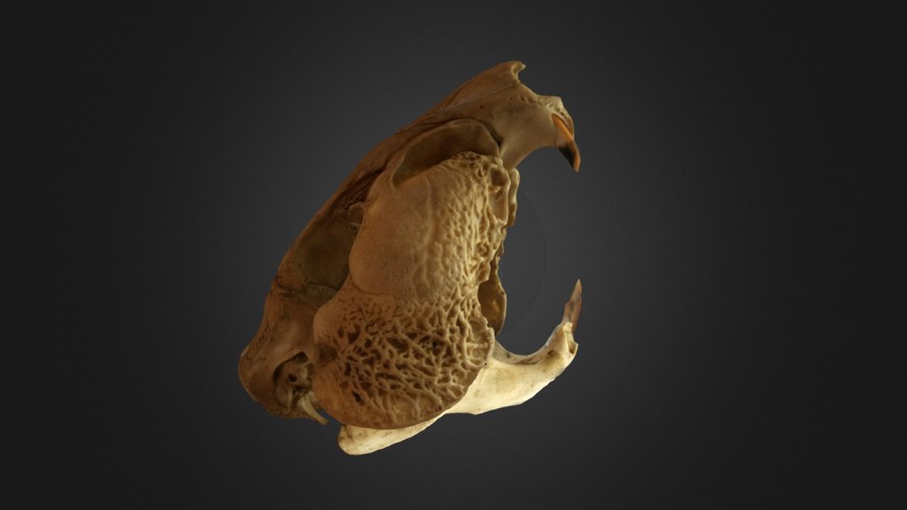 Paca Cuniculus - 3D model by staceydunn (@shelmfry) [2165c4a] - Sketchfab