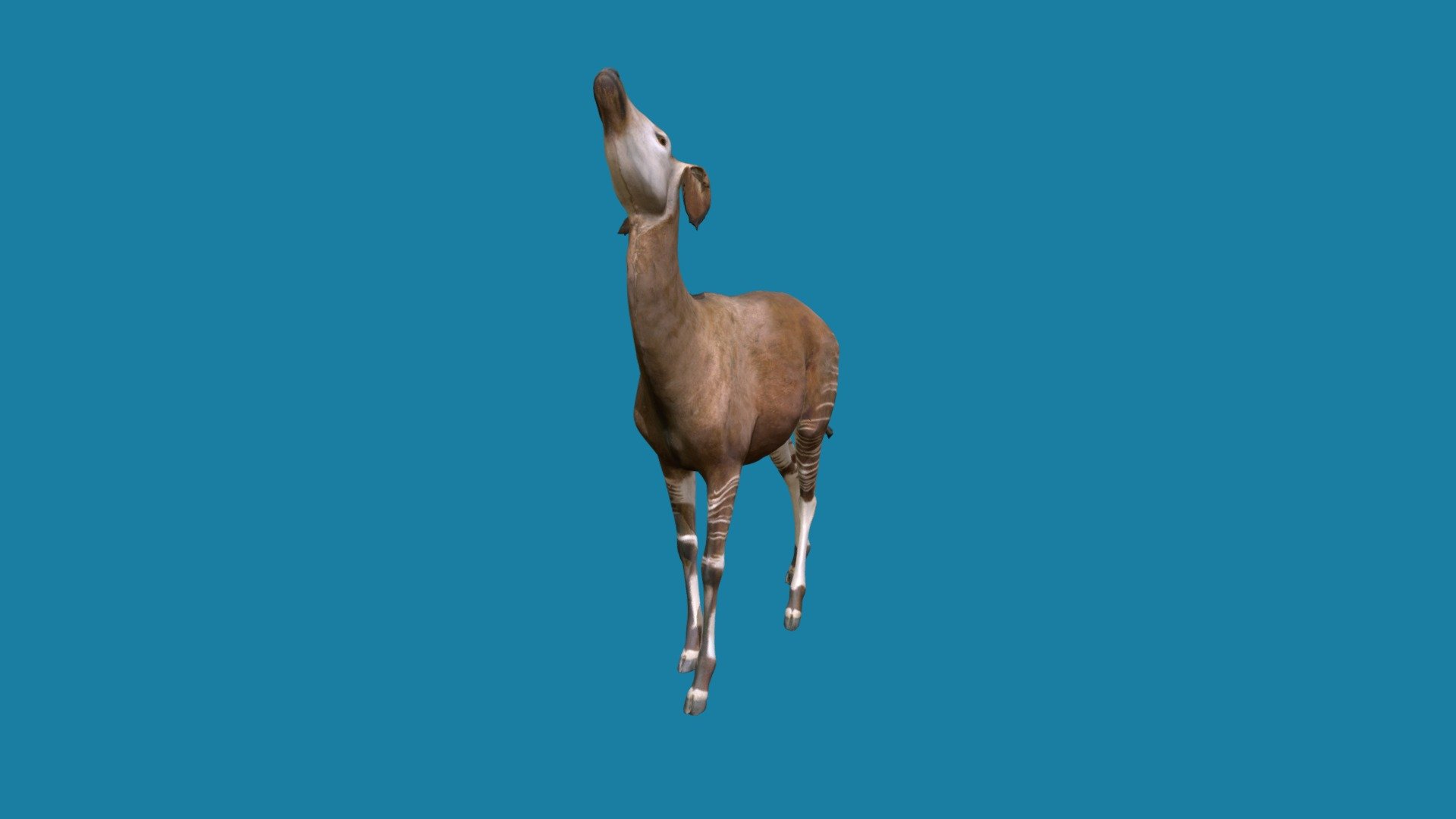 Okapi - Download Free 3D model by kenchoo [216650e] - Sketchfab