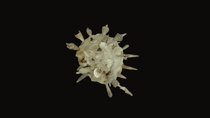 Invertebrates 3D models - Sketchfab