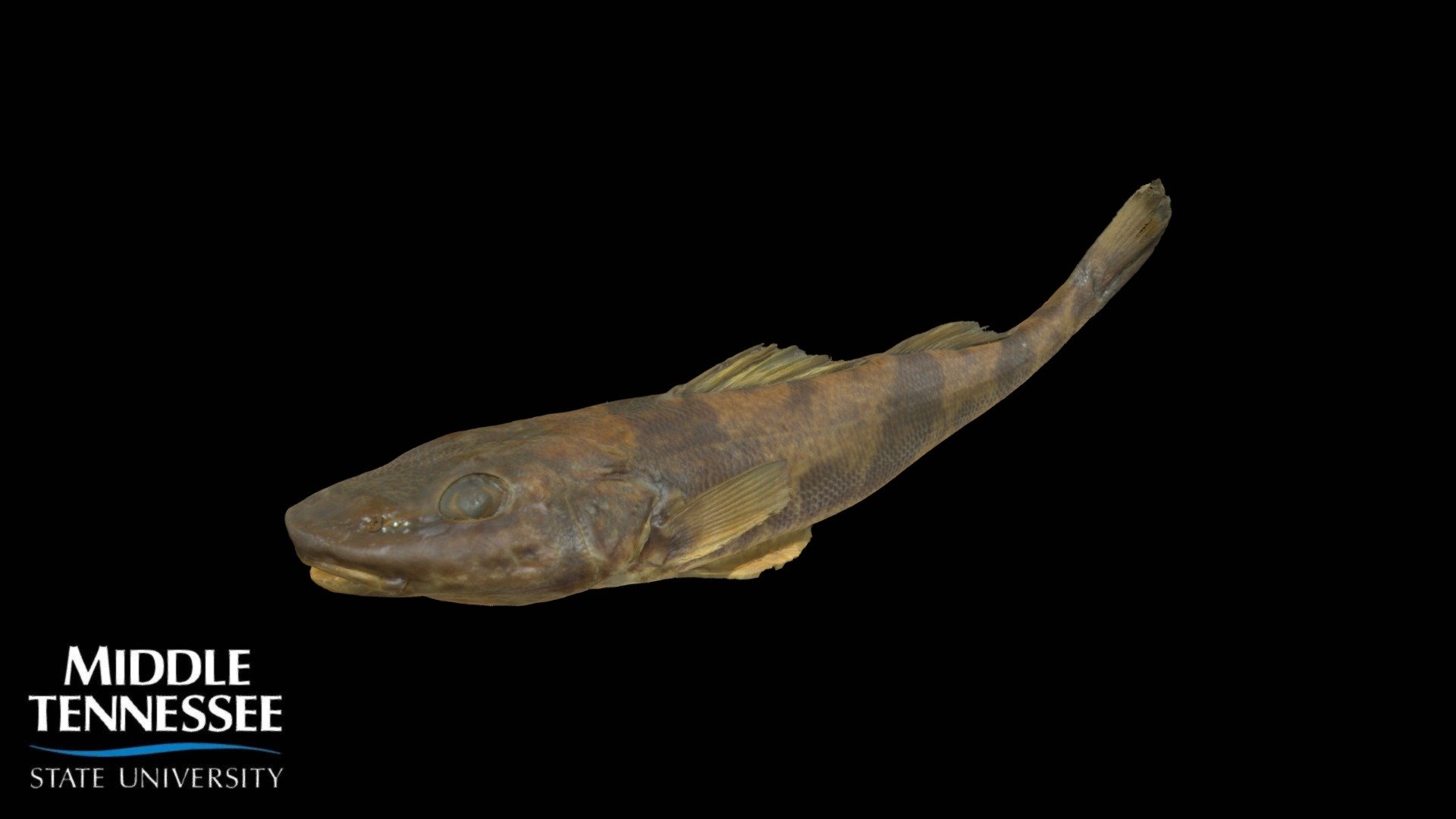 Zingel - Zingel zingel - Download Free 3D model by MTSUichthyology ...