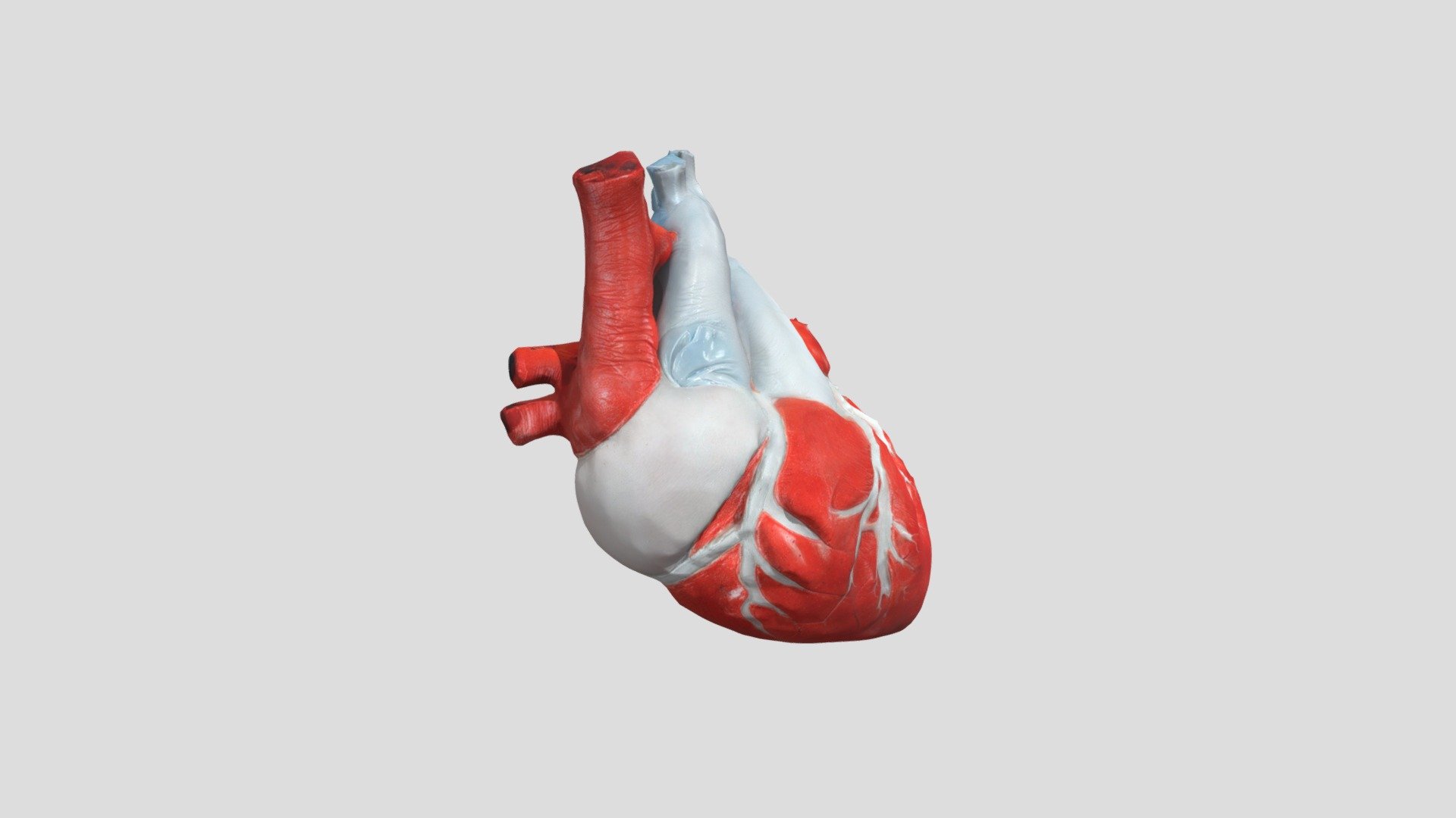 Human heart - Download Free 3D model by Youssef.Alrzzaz [216c3c9 ...