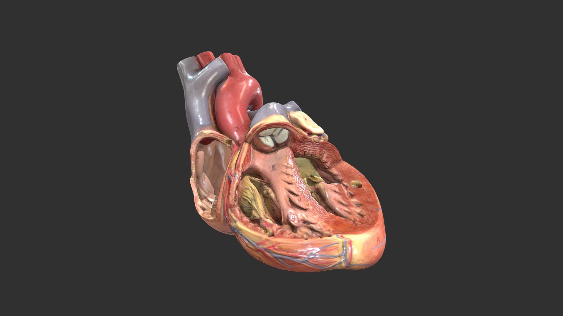 Heart model 1 (internal view)有標示 - 3D model by 輔仁大學 [216d69c] - Sketchfab