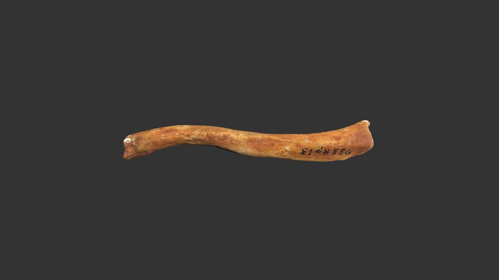 clavicle bone - A 3D model collection by Ford.Lyngdoh - Sketchfab